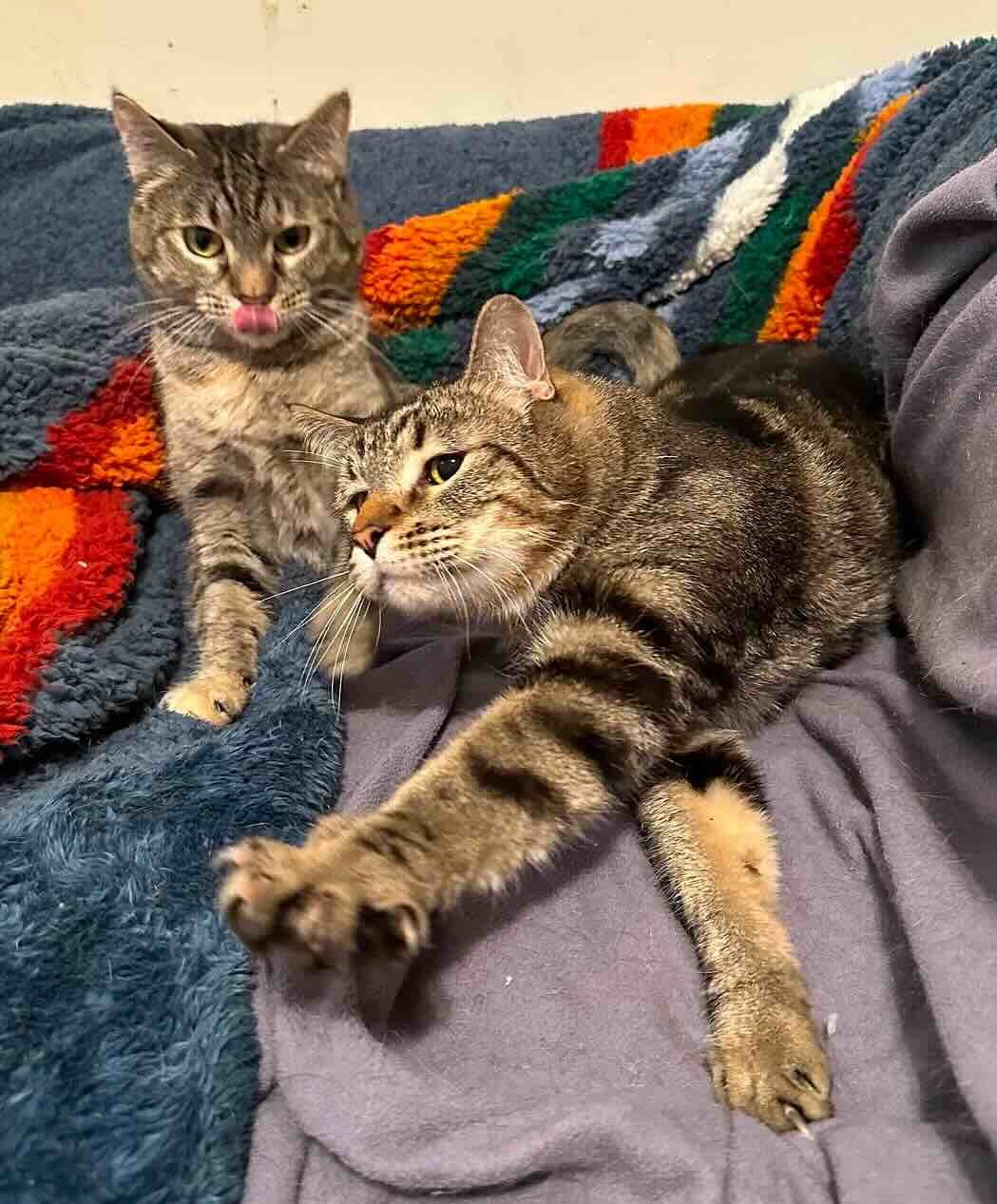 Wobbles Couldn't Stop Their Love, Aggie and Arthur's Heartwarming Quest ...