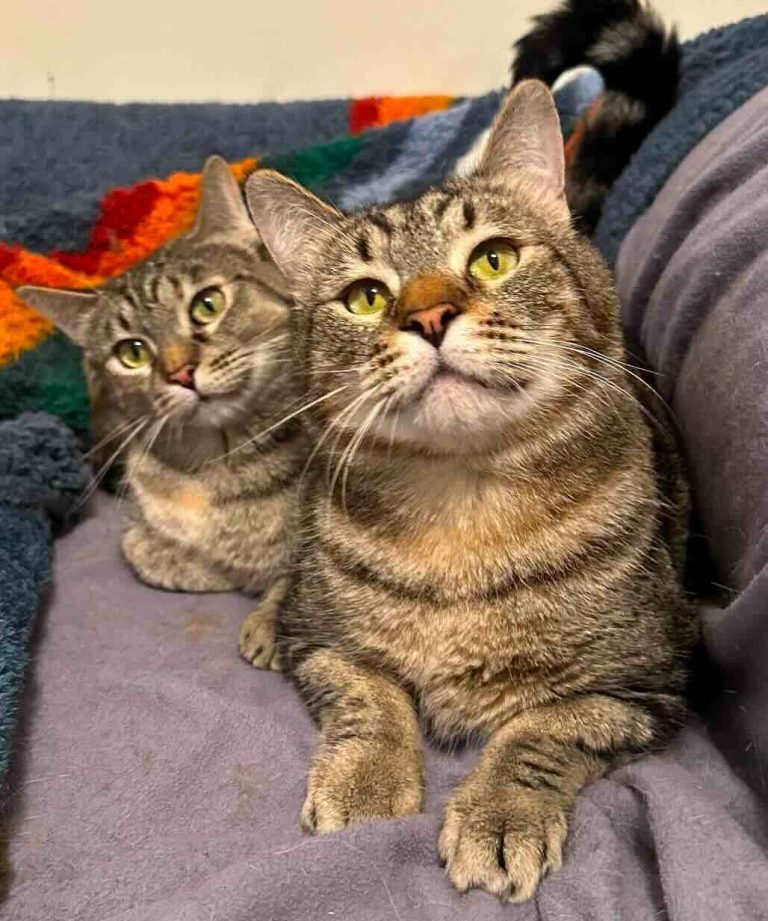 Wobbles Couldn't Stop Their Love, Aggie and Arthur's Heartwarming Quest ...