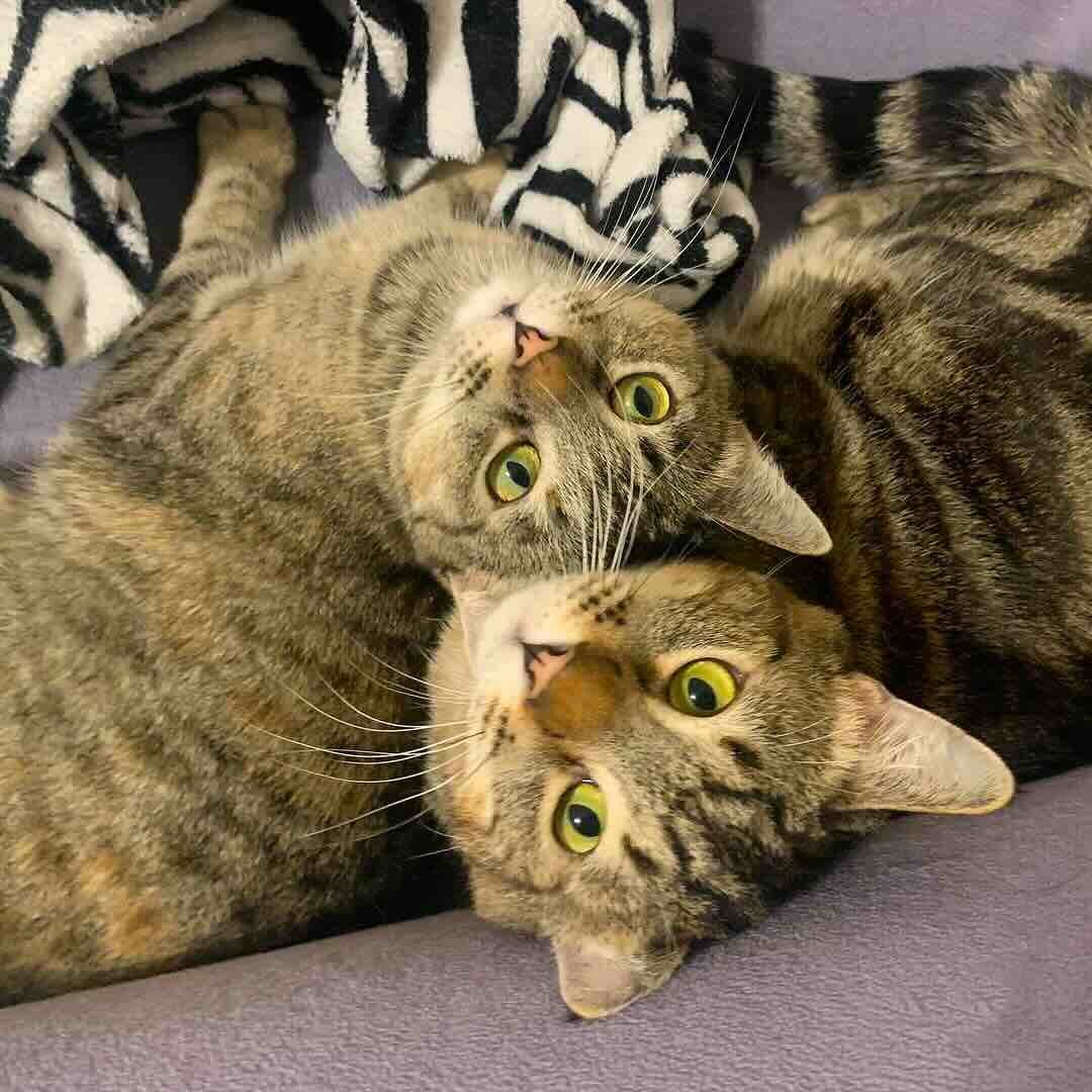 Wobbles Couldn't Stop Their Love, Aggie and Arthur's Heartwarming Quest ...