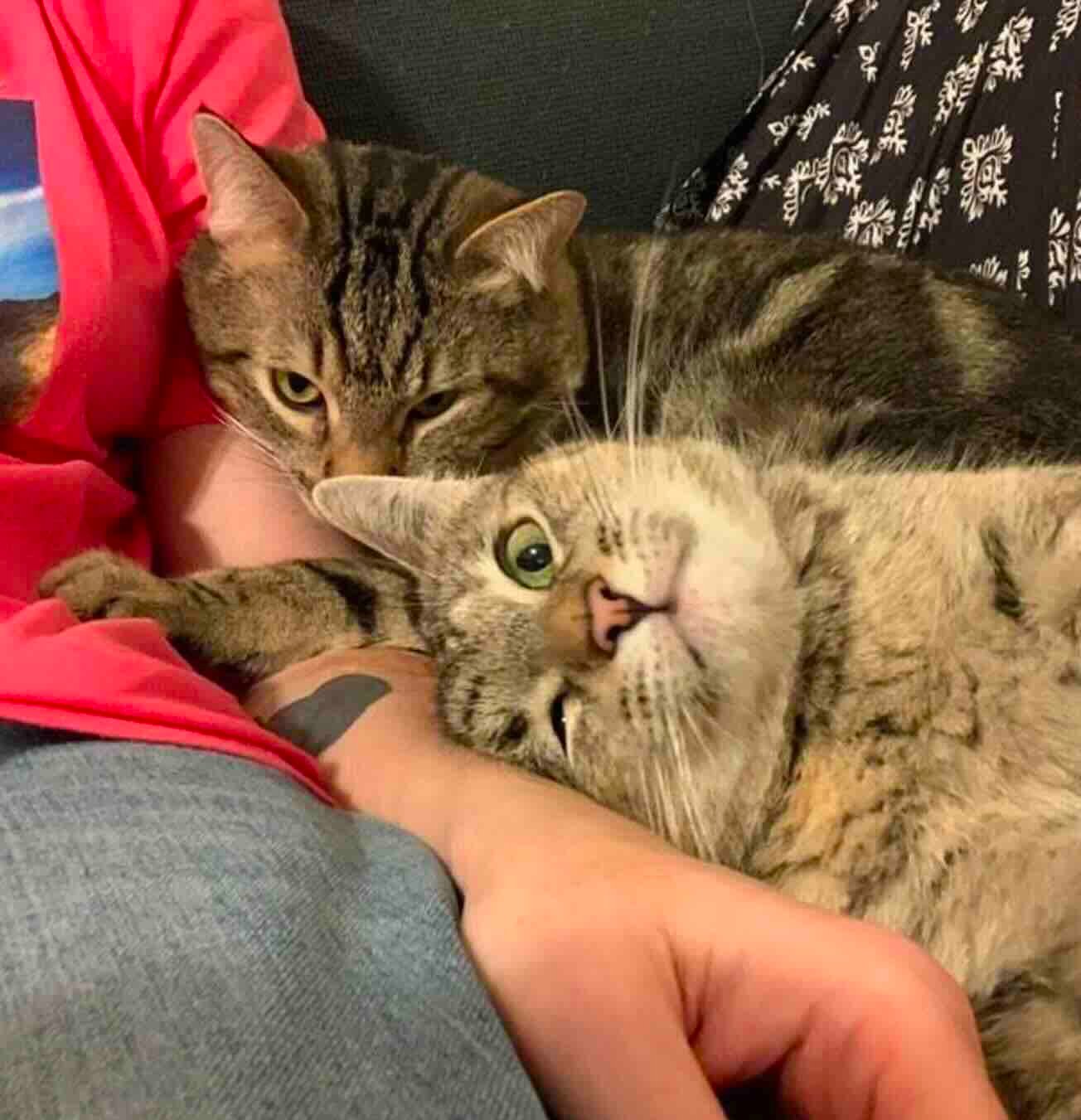 Wobbles Couldn't Stop Their Love, Aggie and Arthur's Heartwarming Quest ...