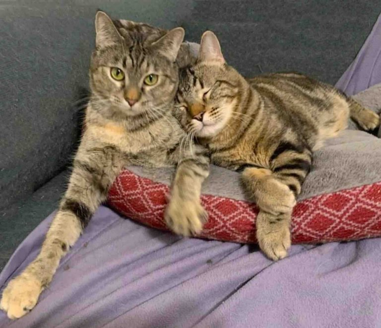 Wobbles Couldn't Stop Their Love, Aggie and Arthur's Heartwarming Quest ...