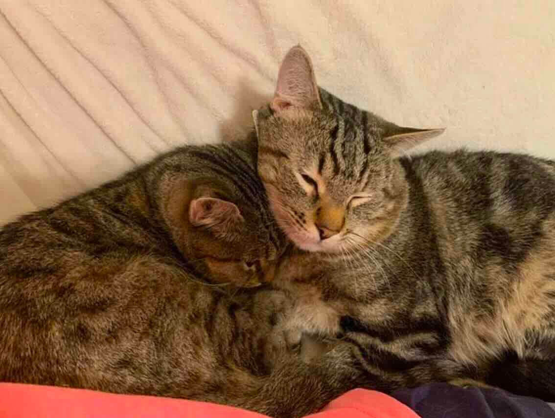 Wobbles Couldn't Stop Their Love, Aggie and Arthur's Heartwarming Quest ...