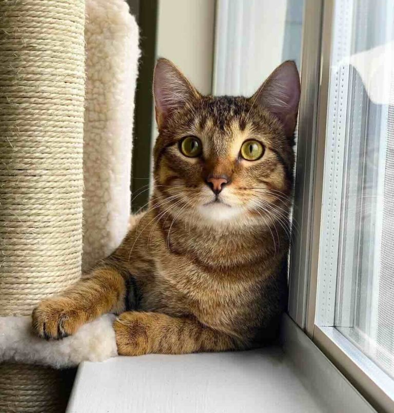 Meet Chestnut, the Cat Whose Smile Launched a Thousand Memes! - We Love ...