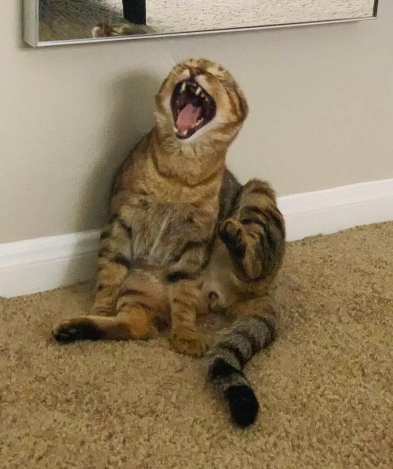 Meet Chestnut, the Cat Whose Smile Launched a Thousand Memes! - We Love ...