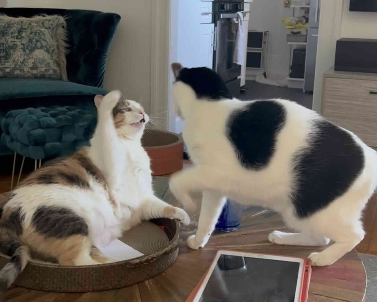 Deaf Cat and Blind King’s Touching Bond | We Love Cats and Kittens