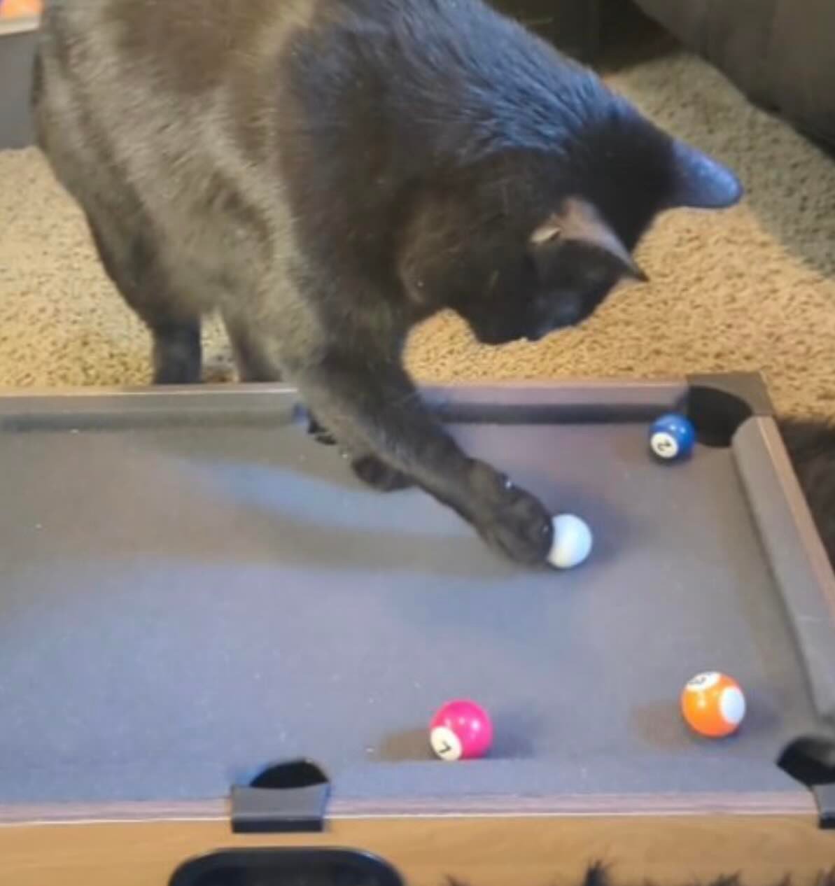 Meet Leonard, You Won't Believe What This Talented Cat Can Do! - We Love Cats and Kittens