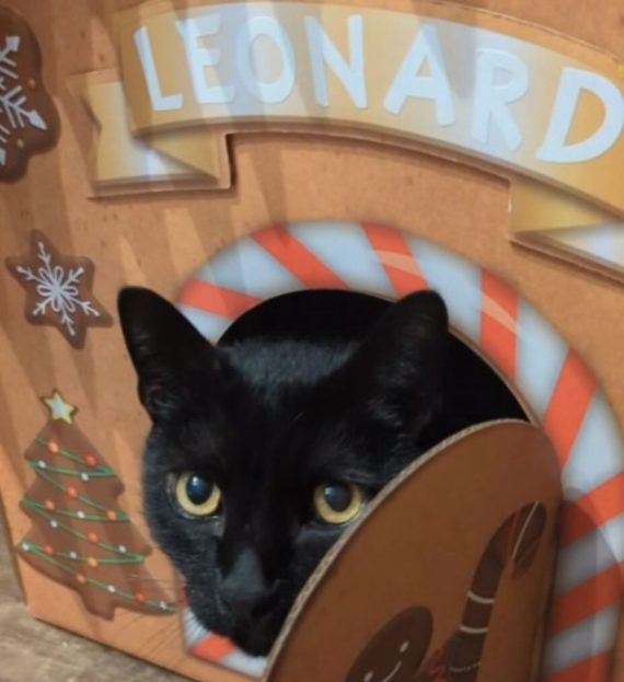 Meet Leonard, You Won't Believe What This Talented Cat Can Do! - We ...