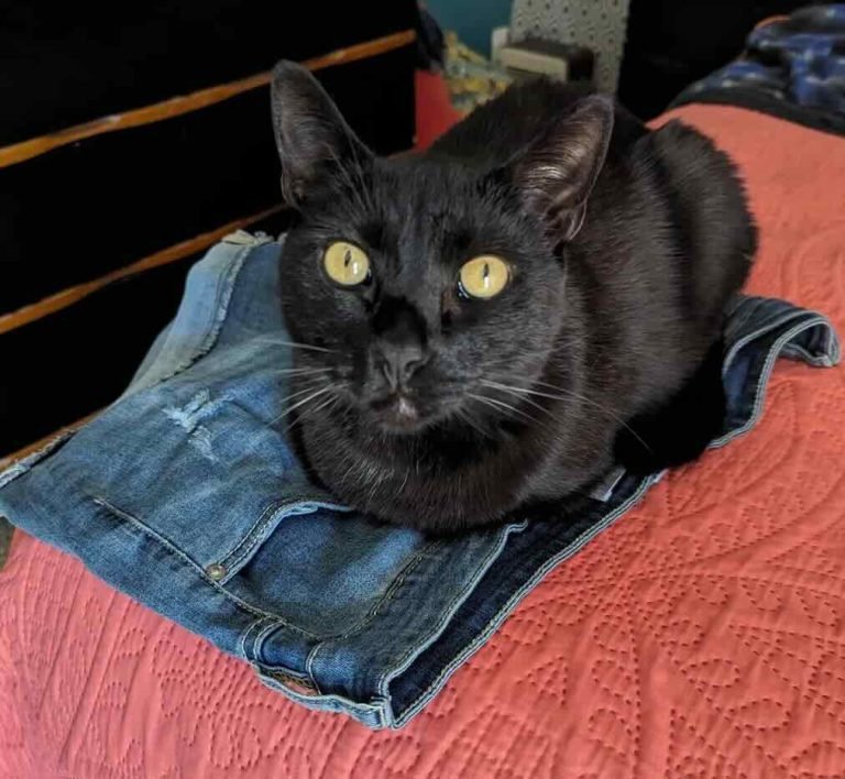 Meet Leonard, You Won't Believe What This Talented Cat Can Do! - We Love Cats and Kittens