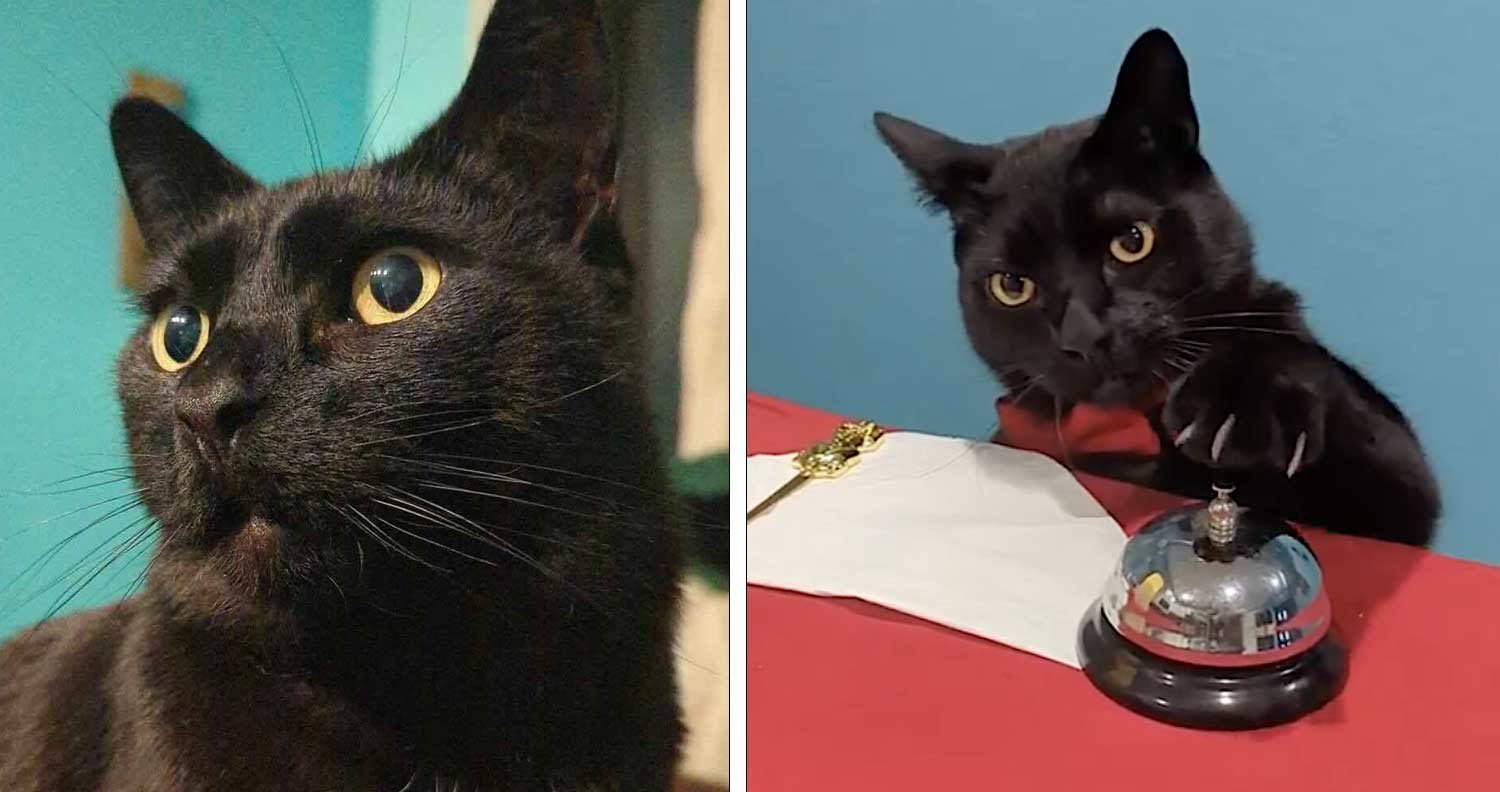 Meet Leonard, You Won't Believe What This Talented Cat Can Do! - We ...