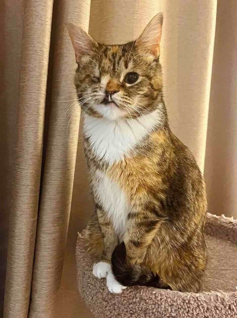 With a Snaggle Tooth and Just One Good Eye This Stray Cat Survivor Has ...