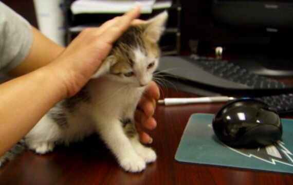 Office Has Cat Library! Employees Can 'Check Out' Cats To Take To Their ...
