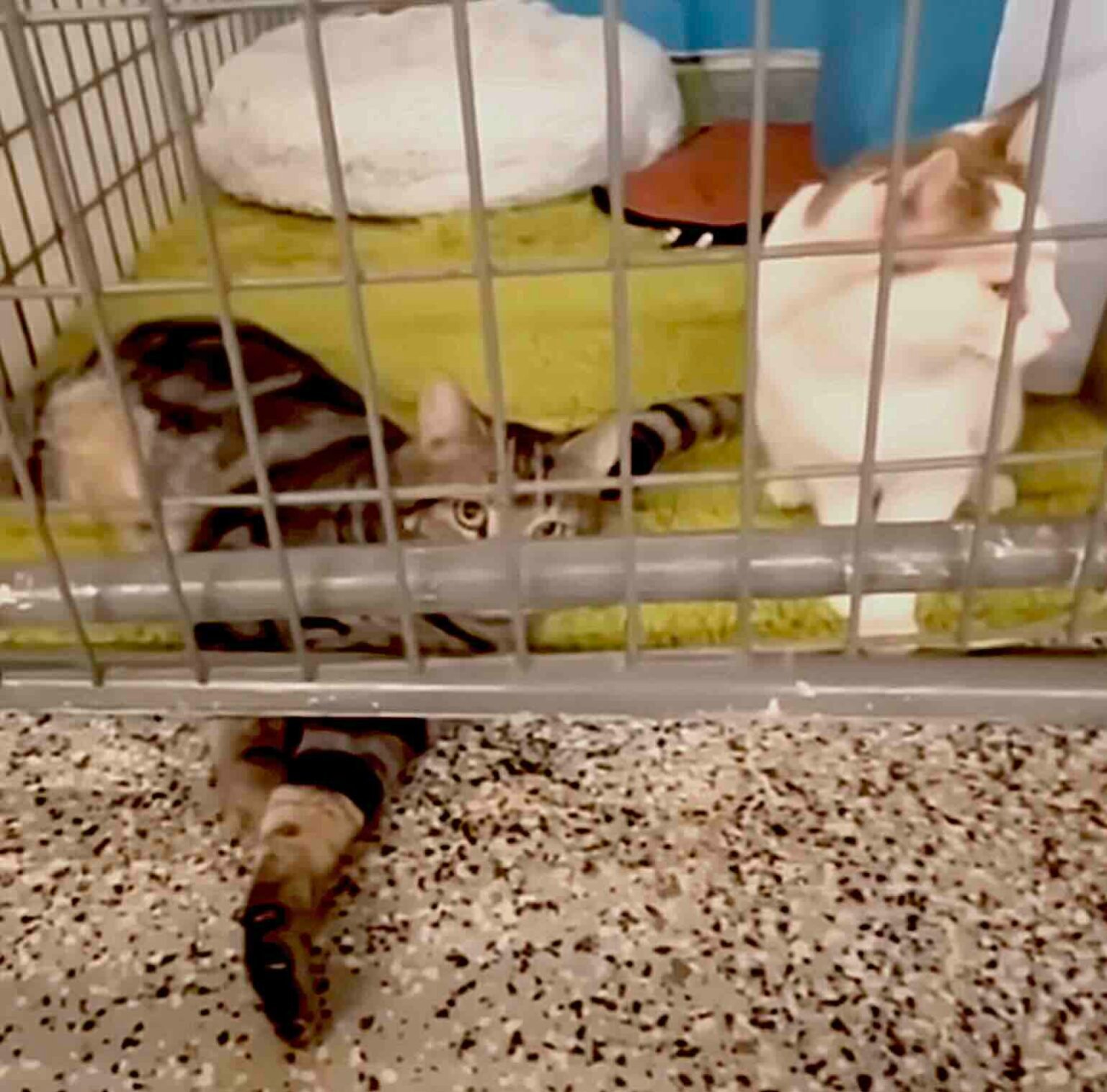 Caged Cat Rescued From a Laboratory Gets a New Life in a Home Filled ...