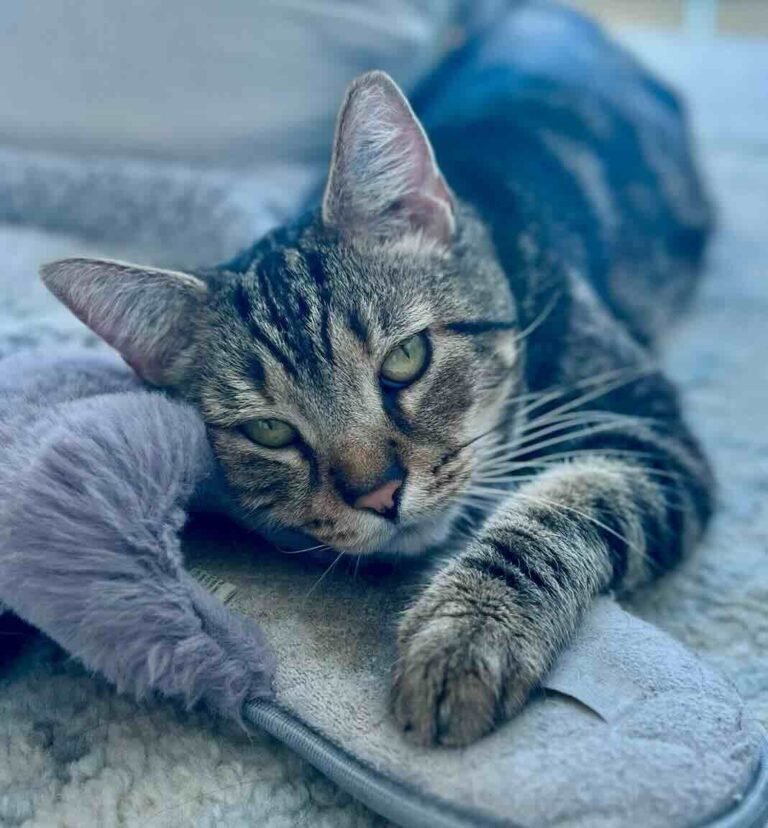 Caged Cat Rescued From a Laboratory Gets a New Life in a Home Filled ...