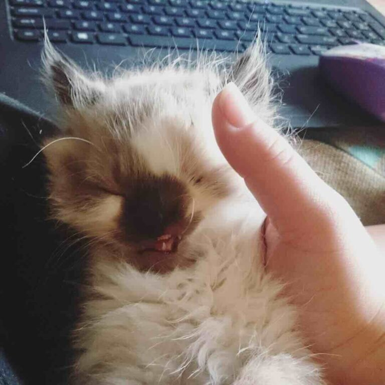 Defying the Odds, How a 'Deformed' Kitten Captured a Woman's Heart - We ...