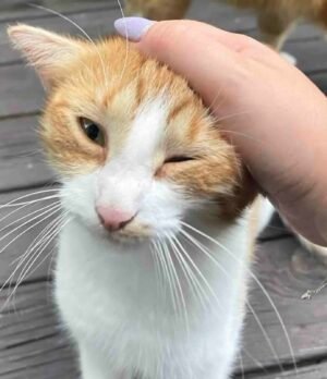 How a Hungry Stray Cat Became the Ultimate Cuddle Companion - We Love ...
