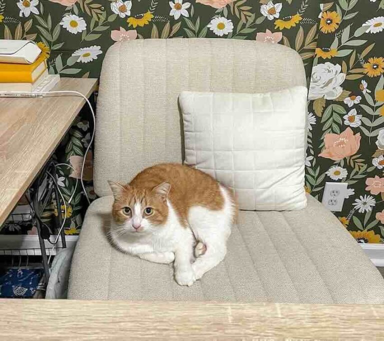 How a Hungry Stray Cat Became the Ultimate Cuddle Companion - We Love ...