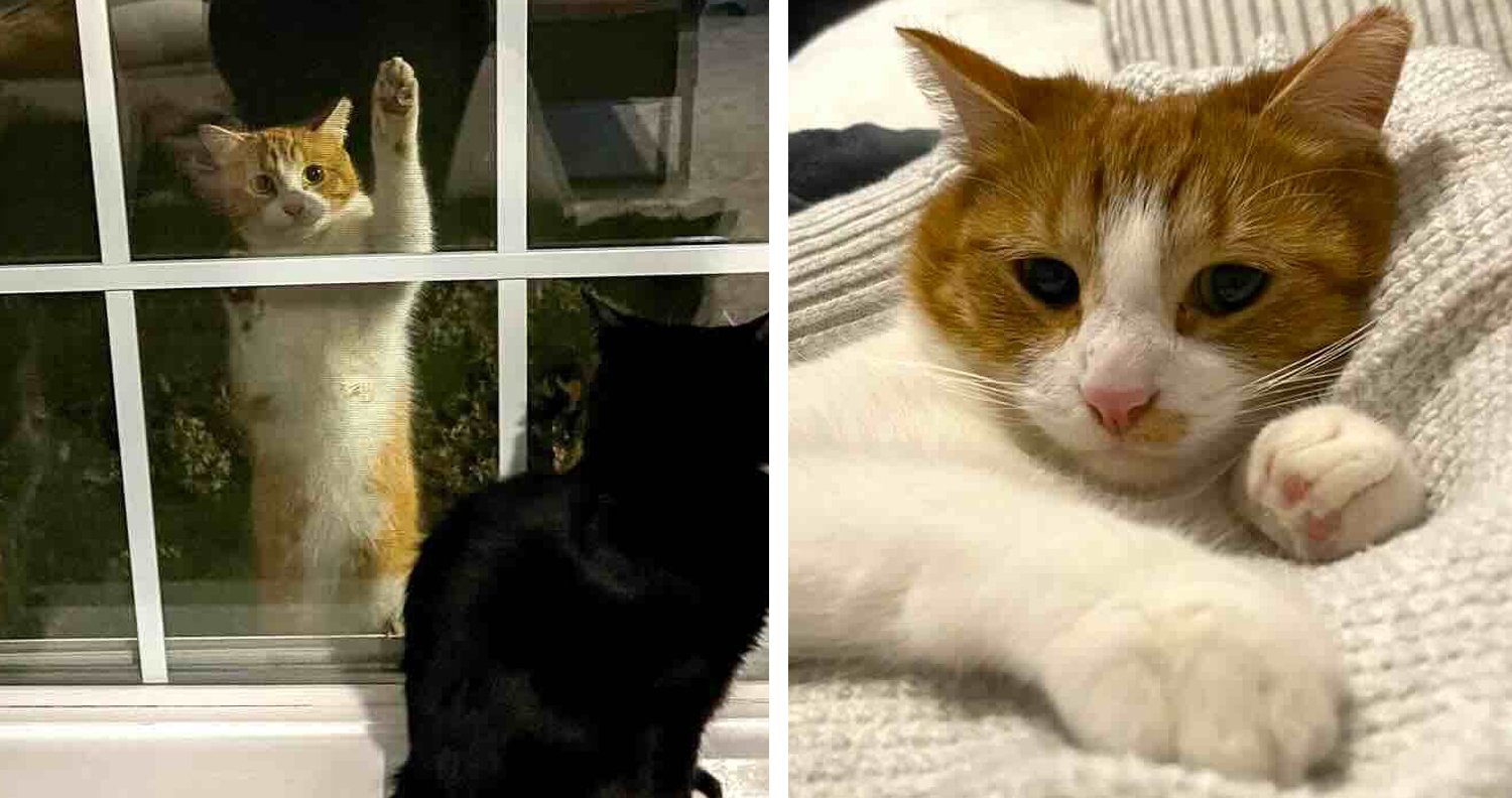 How a Hungry Stray Cat Became the Ultimate Cuddle Companion - We Love ...