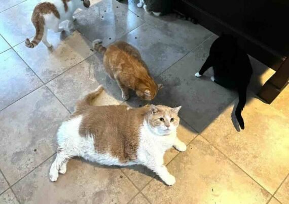 "Biggie Smalls"- The Notorious C.A.T.'s Slim-Down Story - We Love Cats ...