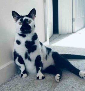 Moo've Over, Ordinary Pets! This Cow Cat's Story Will Capture Your ...