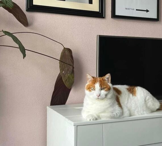 Drops of Joy, How a Water-Loving Cat Washed Away Loneliness - We Love ...