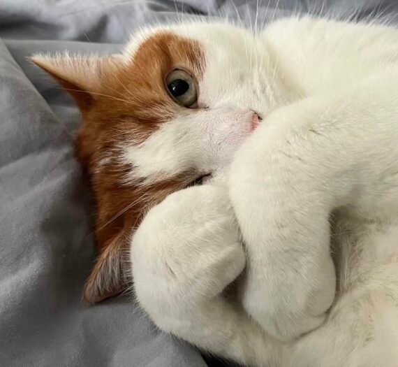 Drops of Joy, How a Water-Loving Cat Washed Away Loneliness - We Love ...