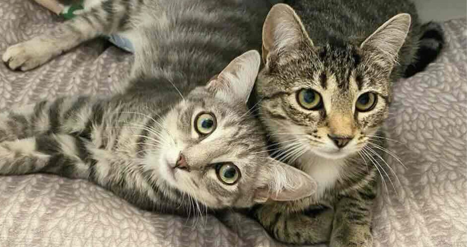 Could These Be the Most Devoted Cat Siblings Ever? Their Foster Mom ...