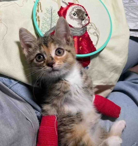 Abandoned and Broken But Not Forgotten: Poppy the Kitten’s Fight for ...