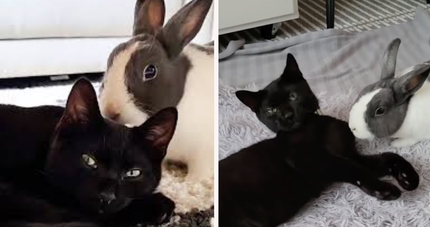 Unlikely Brothers? How a Grumpy Rabbit and Boisterous Kitten Became the ...