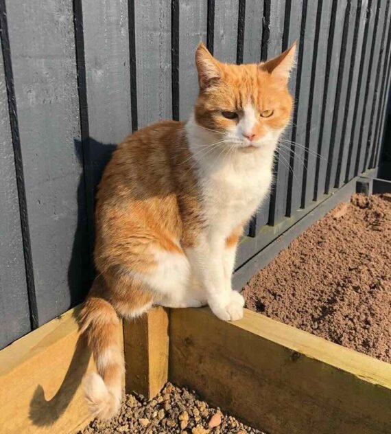 Meet Timmy and See How Love Gave This Senior Shelter Cat His Song Back ...