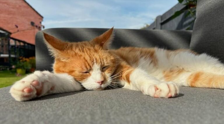 Meet Timmy and See How Love Gave This Senior Shelter Cat His Song Back ...