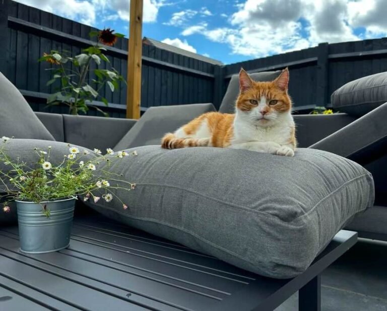 Meet Timmy and See How Love Gave This Senior Shelter Cat His Song Back ...