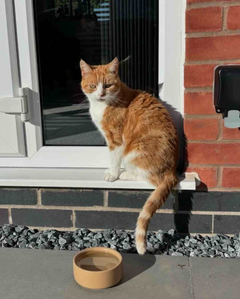 Meet Timmy and See How Love Gave This Senior Shelter Cat His Song Back ...