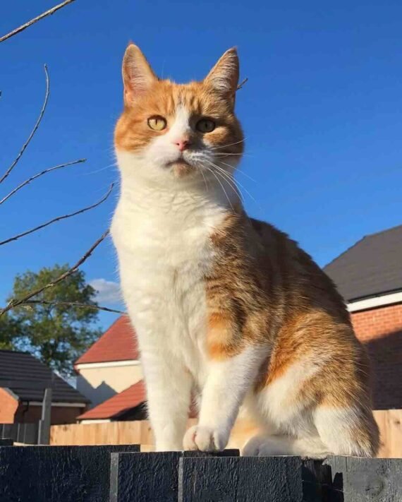 Meet Timmy and See How Love Gave This Senior Shelter Cat His Song Back ...
