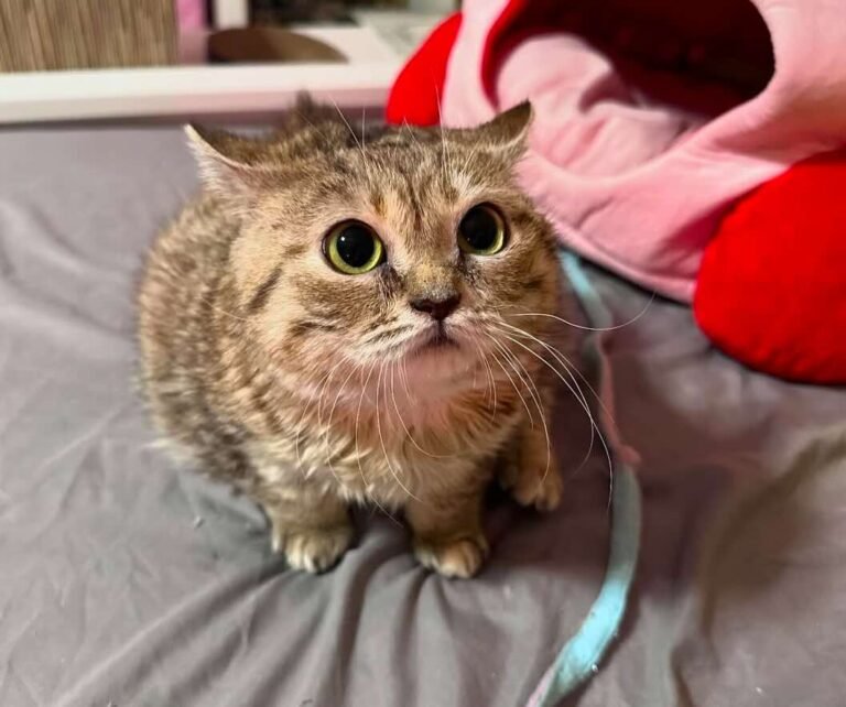 Meet Jiggy! A Penguin-Walking, Bed-Hogging, Tiny Cat With the Heart of ...