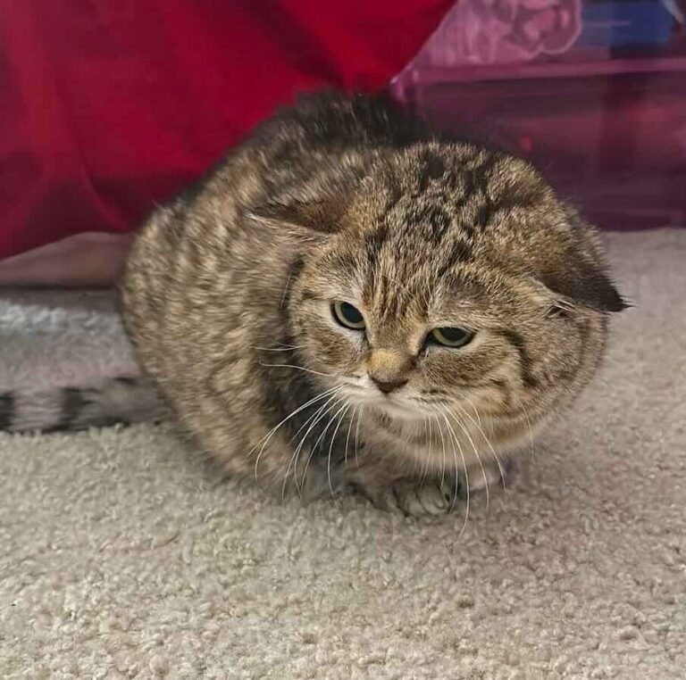 Meet Jiggy! A Penguin-Walking, Bed-Hogging, Tiny Cat With the Heart of ...