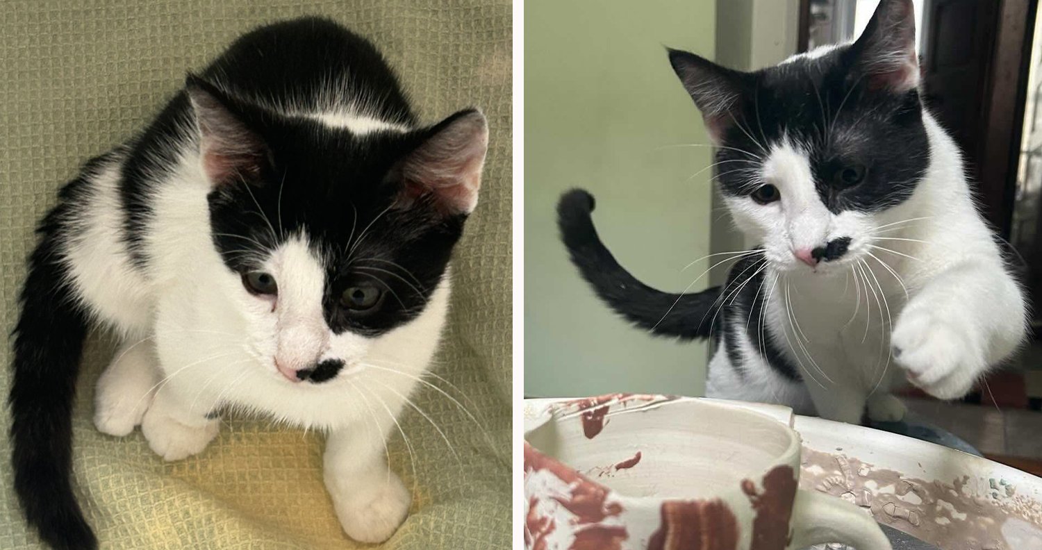 Cat stories and more - We Love Cats and Kittens