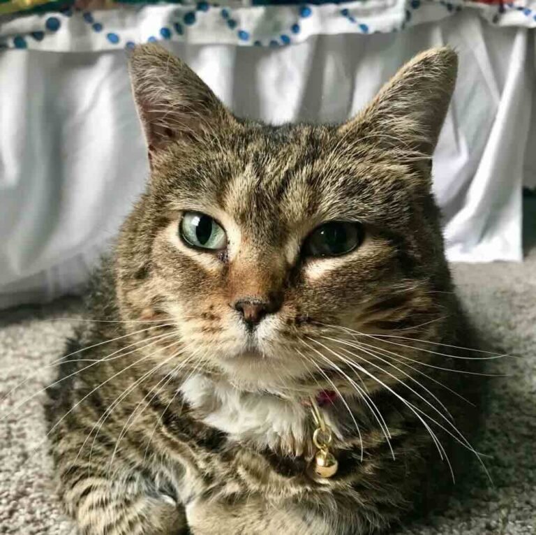 Blind Shelter Cat Gets a Second Chance and Becomes Internet Star While ...
