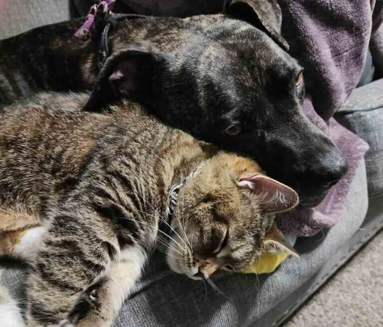 Blind Shelter Cat Gets a Second Chance and Becomes Internet Star While ...