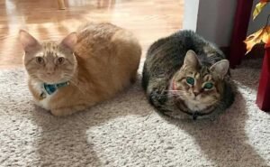 Blind Shelter Cat Gets a Second Chance and Becomes Internet Star While ...