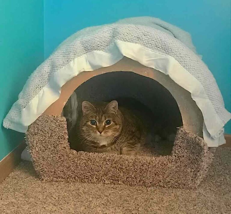 Blind Shelter Cat Gets a Second Chance and Becomes Internet Star While ...