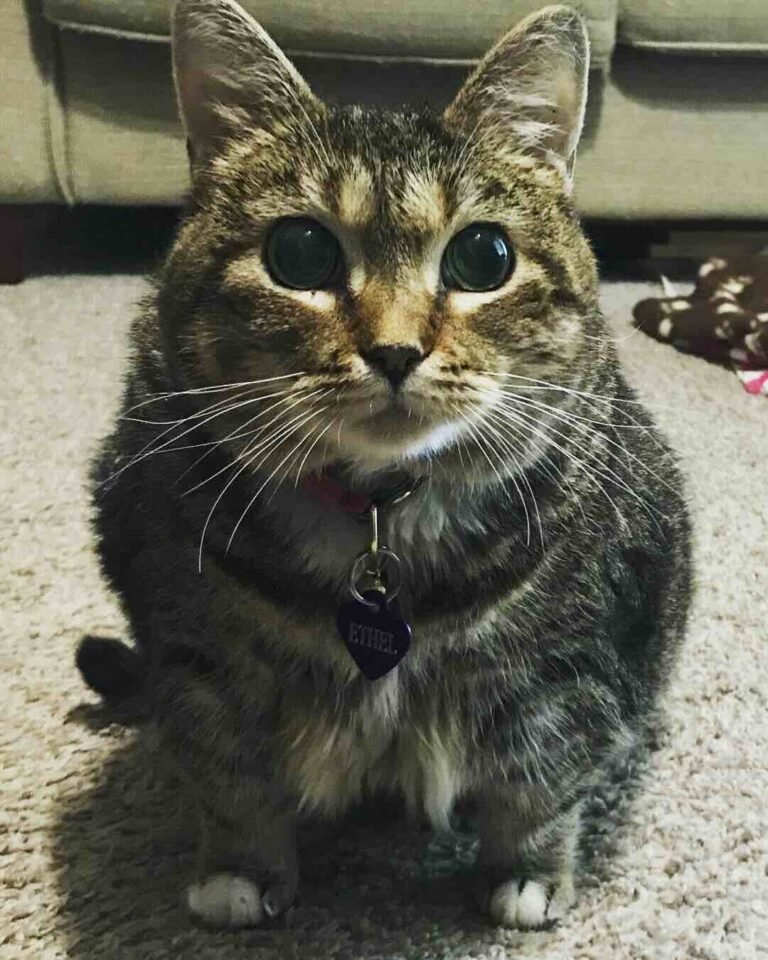 Blind Shelter Cat Gets a Second Chance and Becomes Internet Star While Stealing Hearts (and ...