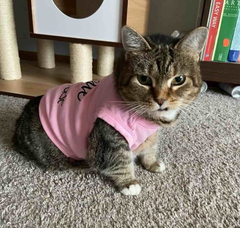 Blind Shelter Cat Gets a Second Chance and Becomes Internet Star While ...