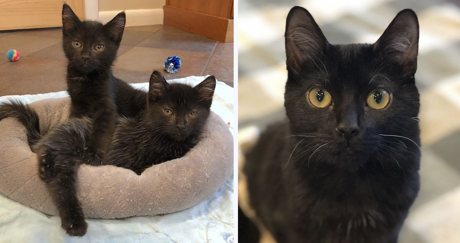 Sassy Rescue Cat Becomes Travel Queen | We Love Cats and Kittens