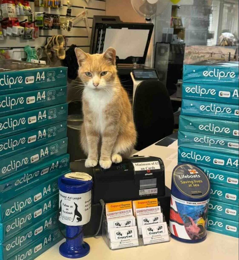 Meet Thomas, a Beloved Cat Who Turned an Entire Town into His Home ...