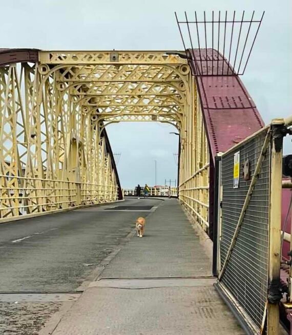 Meet Thomas, a Beloved Cat Who Turned an Entire Town into His Home ...