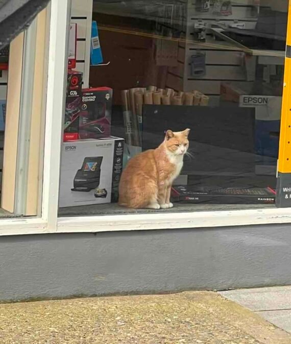 Meet Thomas, a Beloved Cat Who Turned an Entire Town into His Home ...