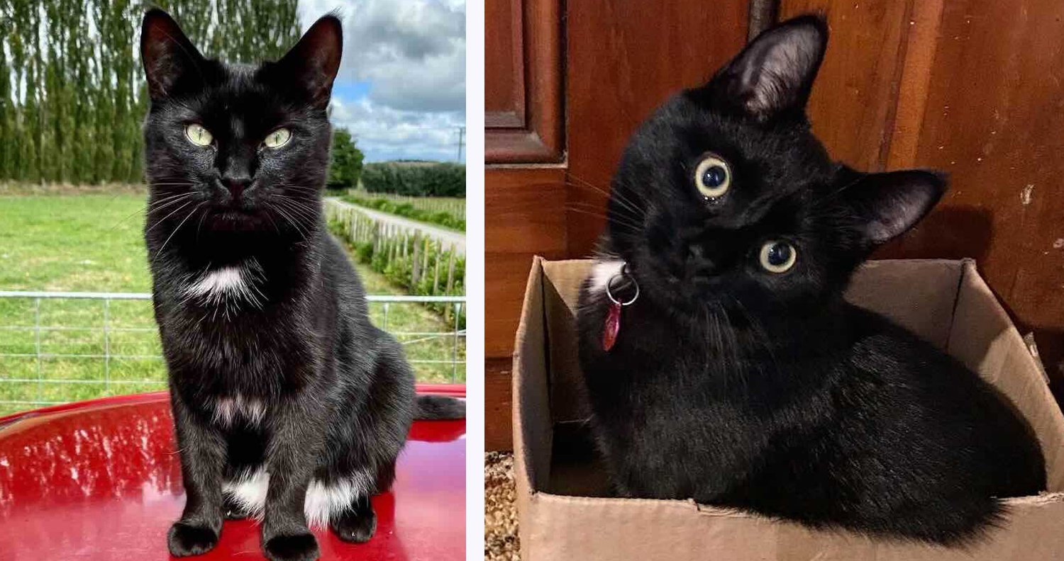 Rescued Black Cat Becomes Queen of Farm, Transforms Everyone's Lives ...