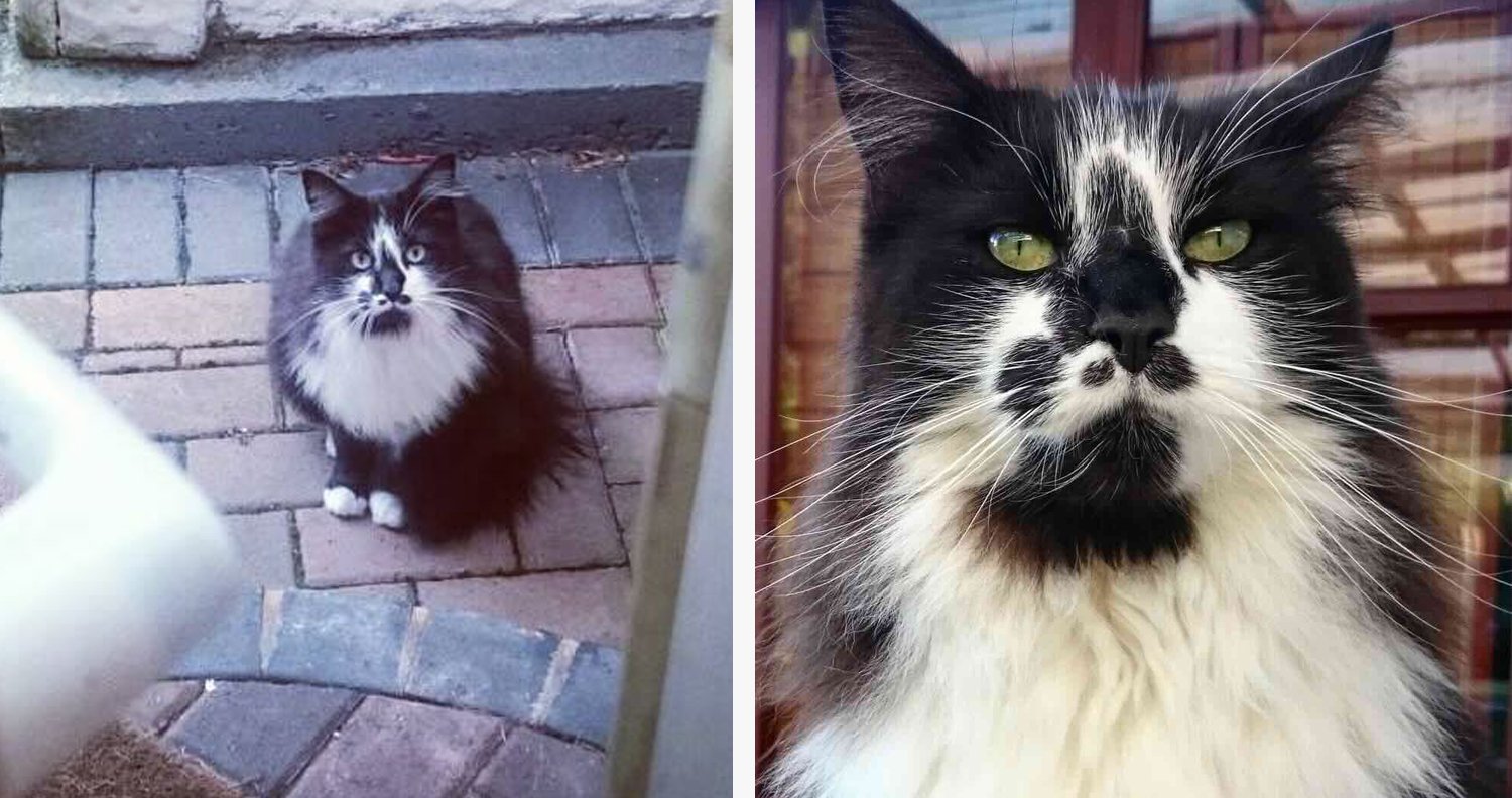 Persistent Cat Visits Woman for Five Years Until She Finally Becomes ...