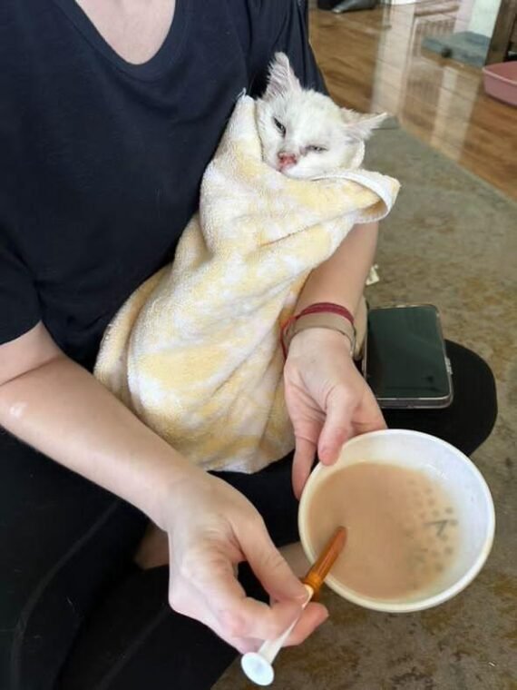 After Tragedy, Senior Street Cat George Discovers the Comfort of Indoor ...