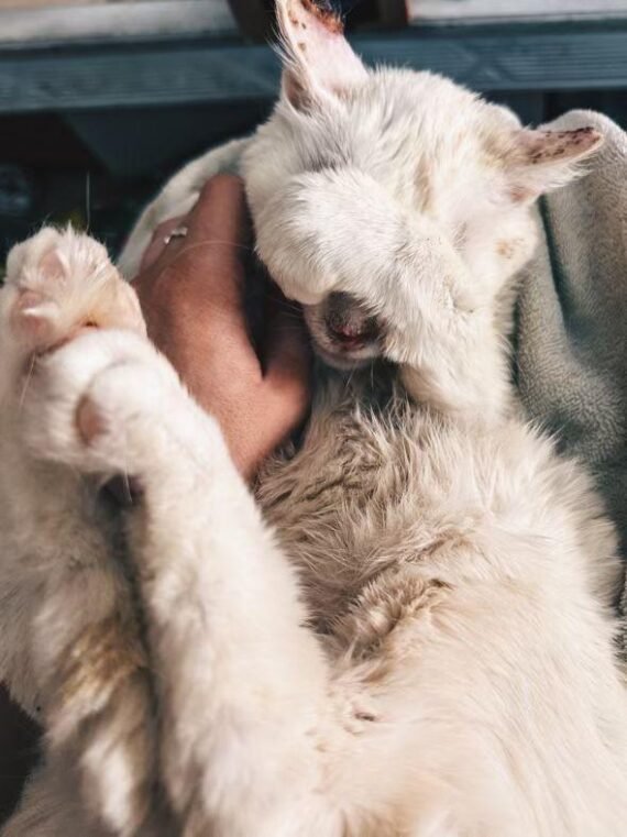 After Tragedy, Senior Street Cat George Discovers the Comfort of Indoor ...